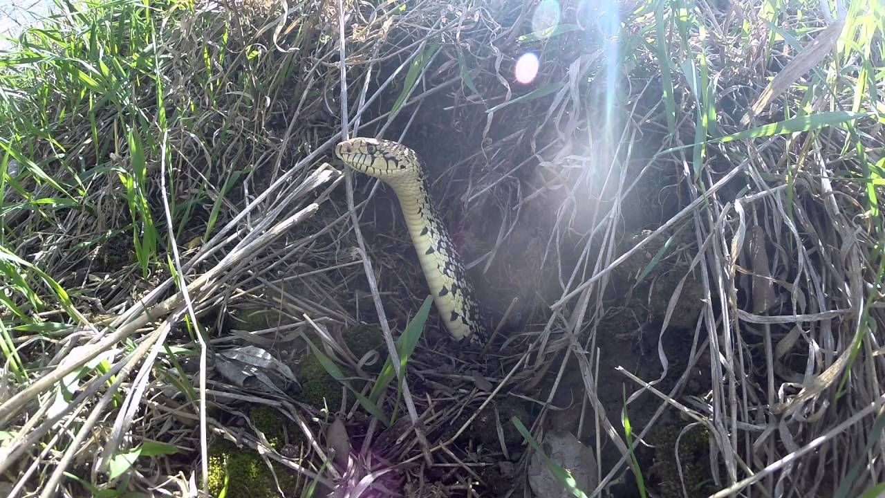 Bullsnake Periscoping - YouTube