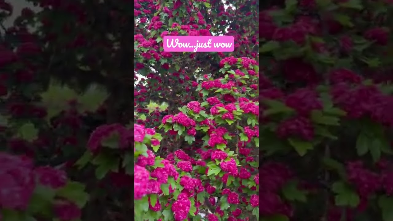 Wow...fabulous - YouTube