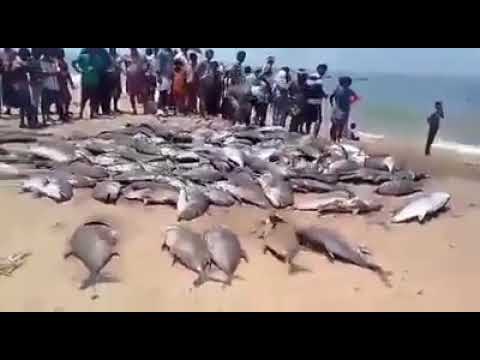 #Chakara#Fish#Coastal ||TONES OF FISH COMING TO THE SHORE IN KERALA ...