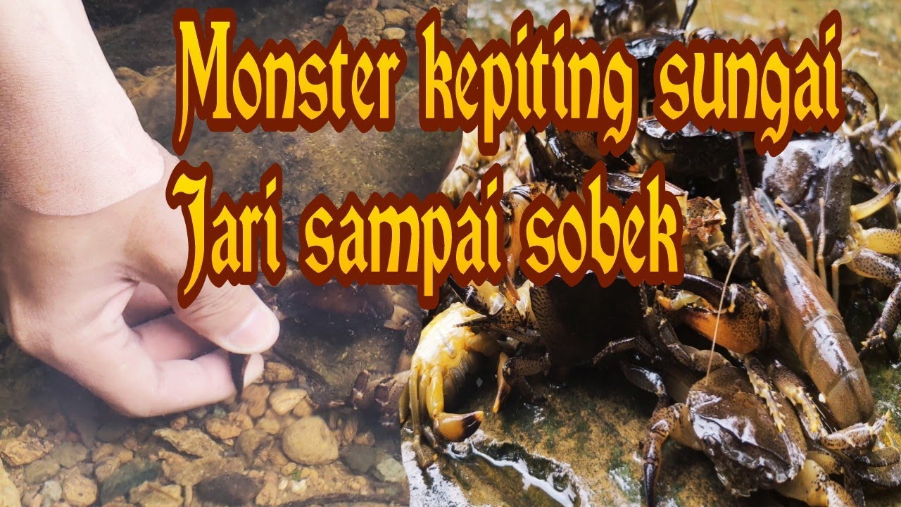 berburu monster kepiting sungai tangan sampai robek di bawah air terjun ...