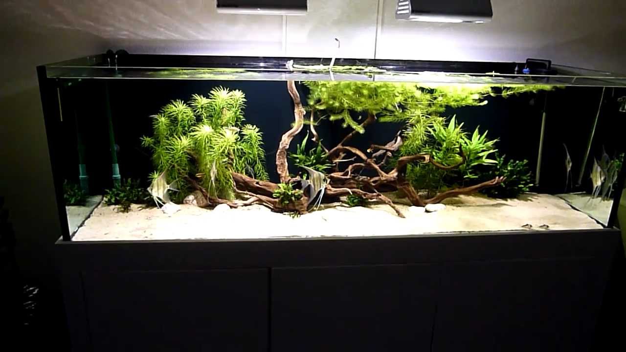 Pterophyllum altum - 720Liter Amazonas Aquarium - YouTube