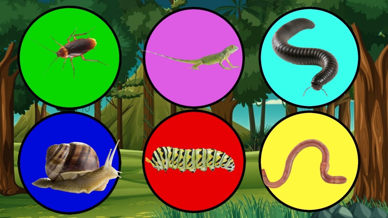 Learn Insects 2 - Centipede, Earthworm, Snail, Caterpillar, Lizard ...