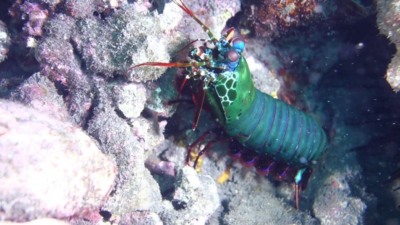 Une squille - YouTube