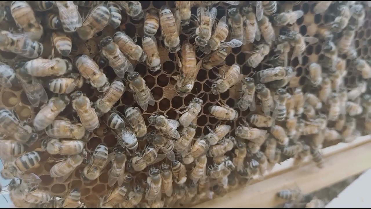 queen bee laying eggs - YouTube