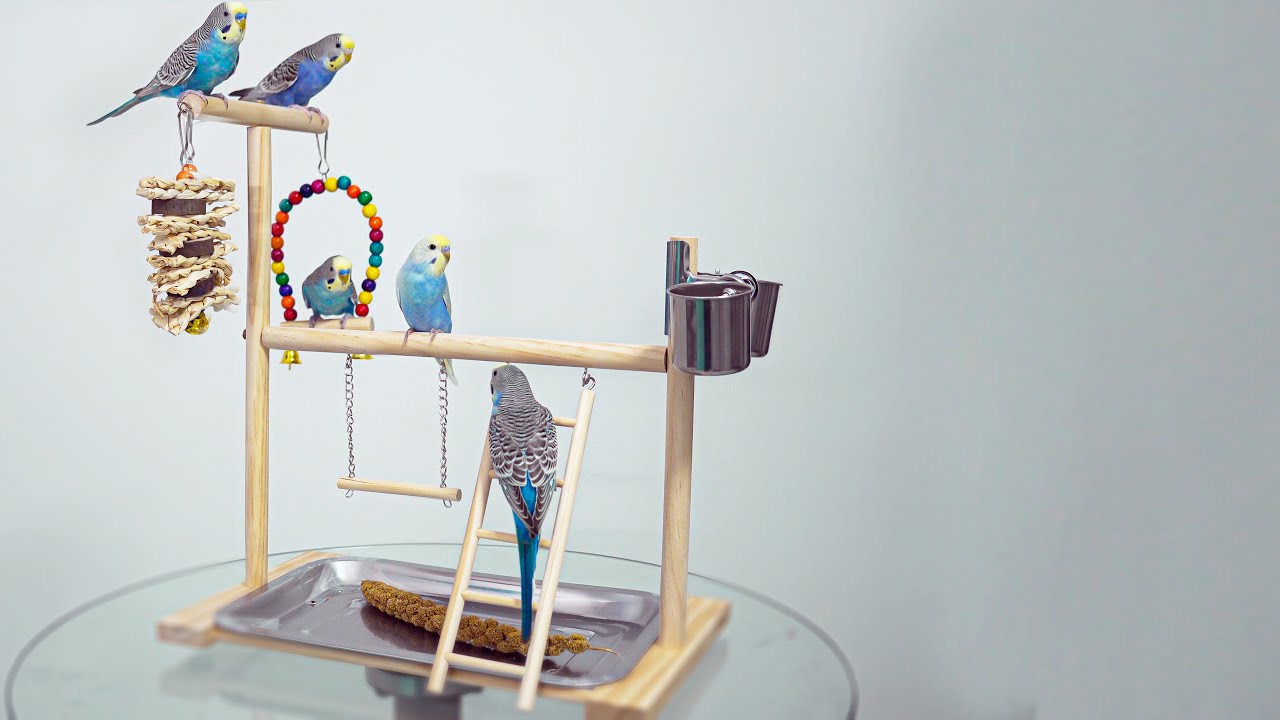 LIVE STREAM Featuring Adorable Rainbow Budgies 🔴 - YouTube