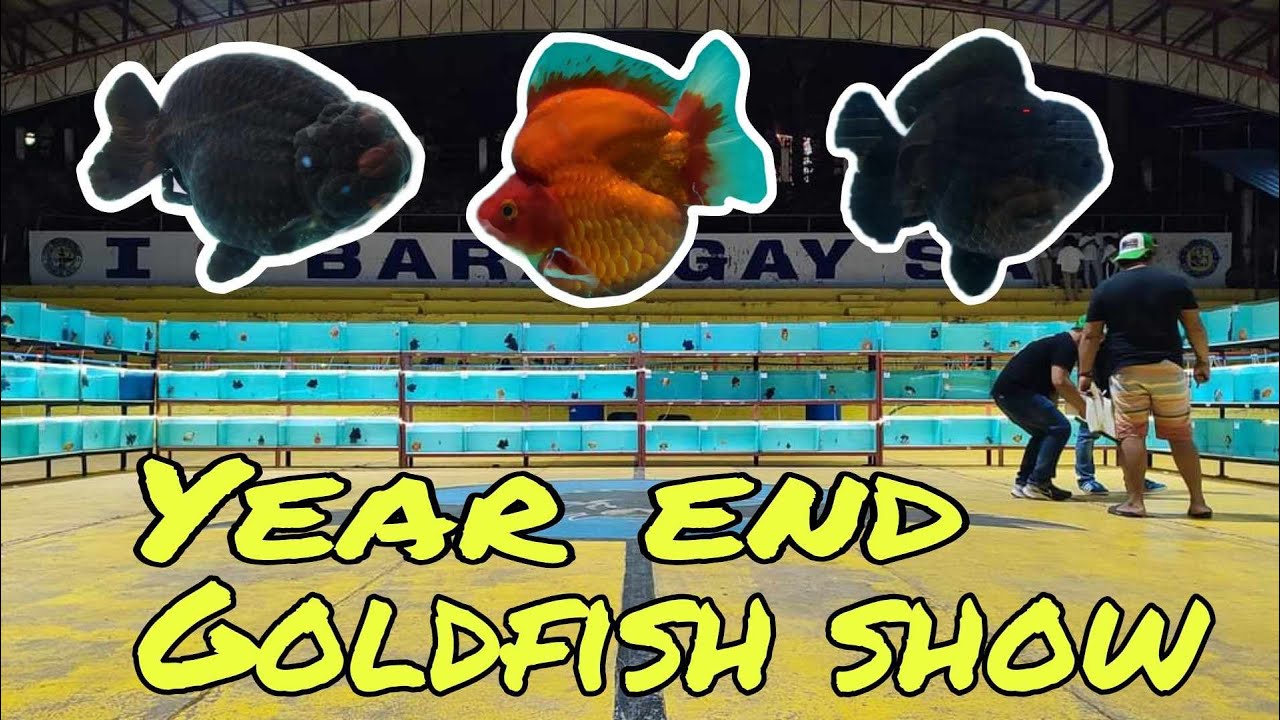 EP238. YEAR END GOLDFISH SHOW MALAYBALAY CITY | GOLDFISH ADVENTURE ...