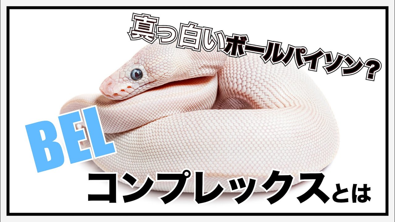 ボールパイソンの聞き流し モルフ図鑑 ベル コンプレックス BEL Complex - YouTube