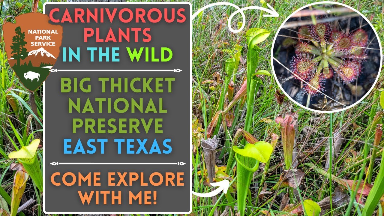 Wild Carnivorous Plants At Big Thicket National Preserve Texas ...