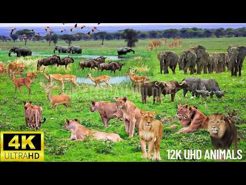 4K Wildlife In Africa: Serengeti & Tanzania - African Music Plays In 4k Films Of Landscapes