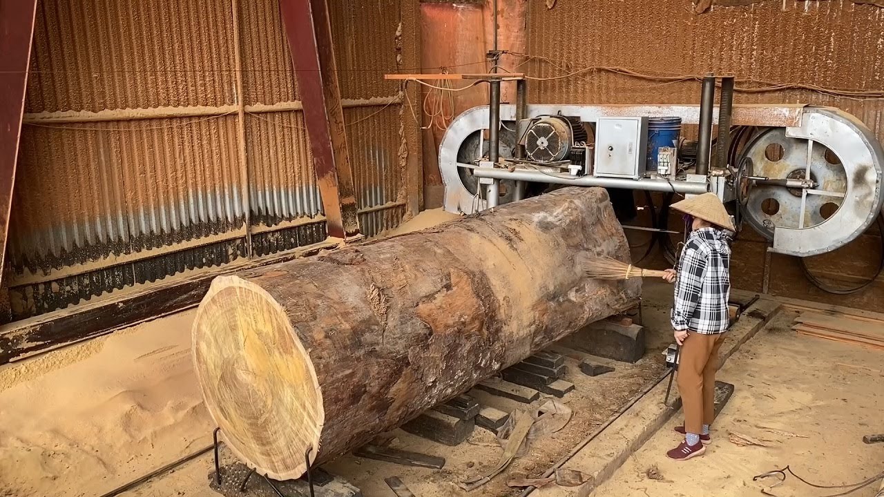 Amazing Skill Sawing Wood Big Skillful Techniques Of Lumberjack Workers ...