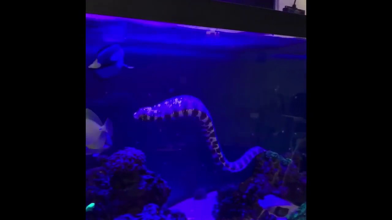 Feeding our Saltwater Snowflake Eel - YouTube