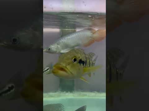 Arowana Nungging #arowana #superredarowana #peacockbass #communitytank
