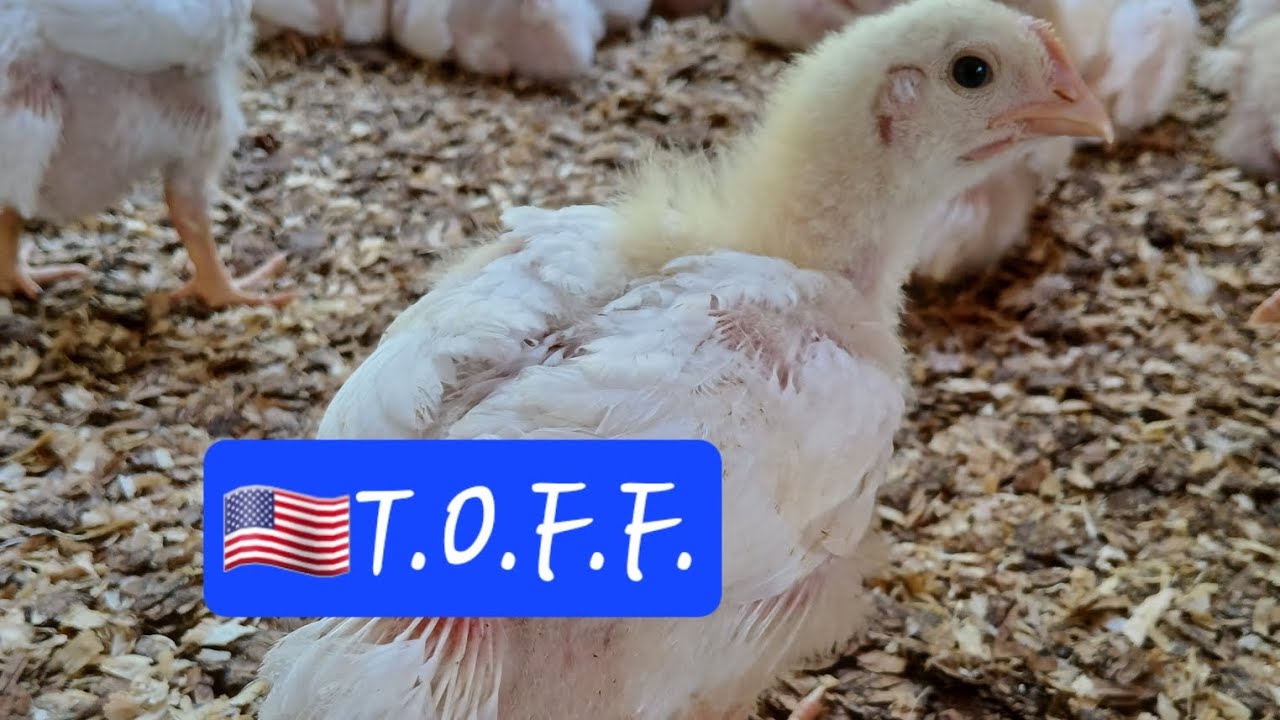 Chicken Choring With The Chicken Mafia Of Southeast Ohio (A T.O.F.F ...