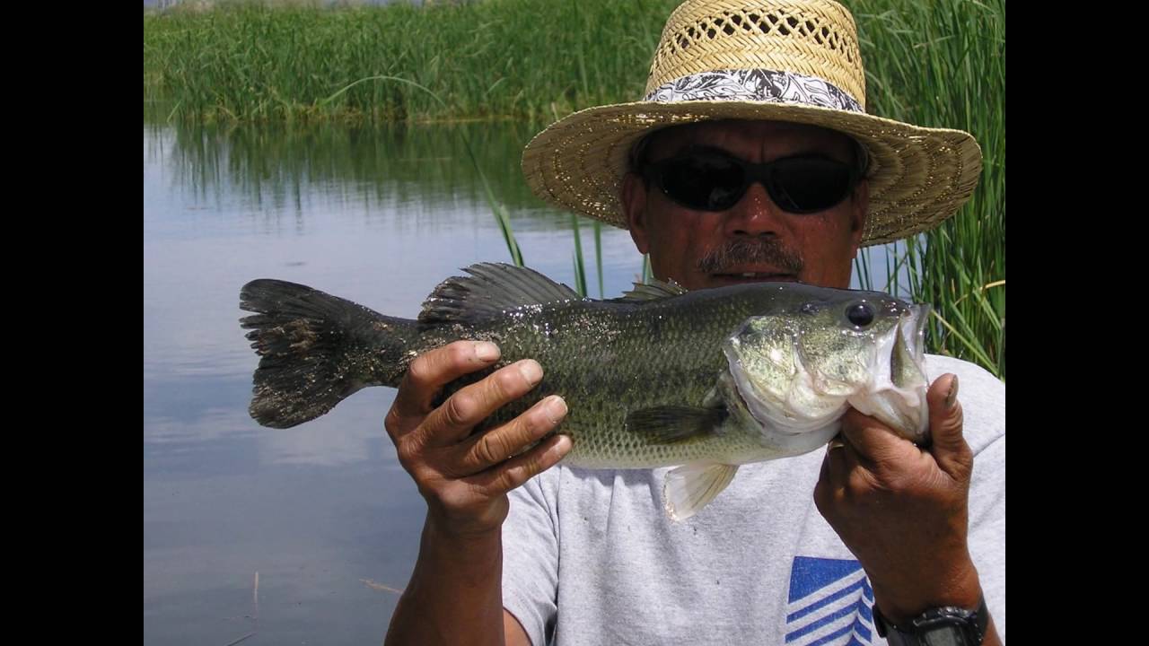 nevada bass fishing at mason valley wildlife management area,yerington ...