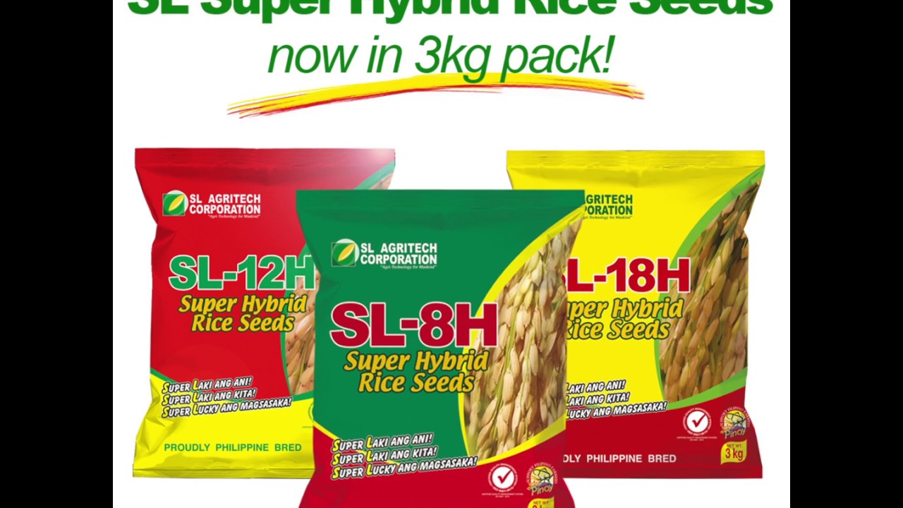SL Super Hybrid Rice Seeds in 3kg Pack! - YouTube