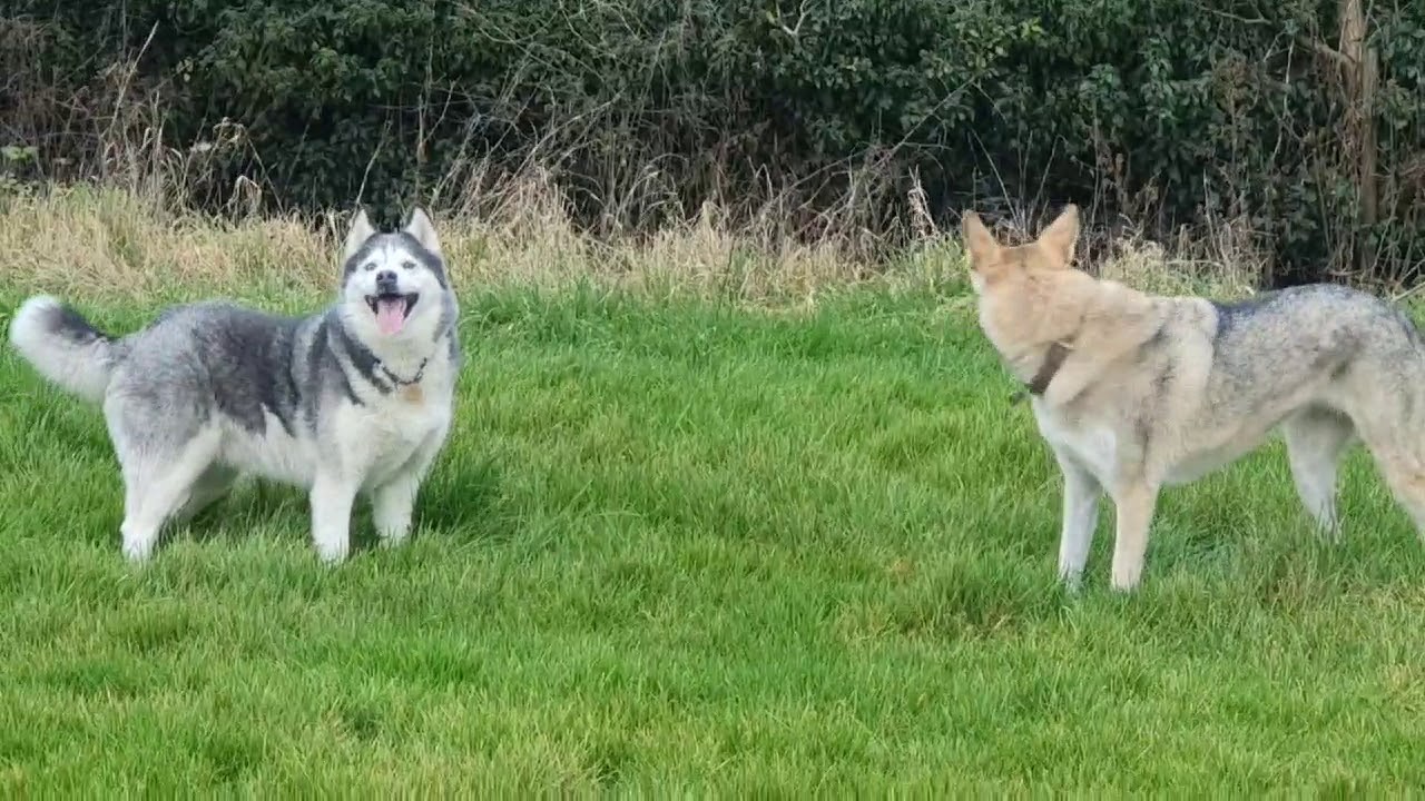 Skye Siberian Husky and Tala Czechoslovakian Vlcak Wolfdog having fun ...