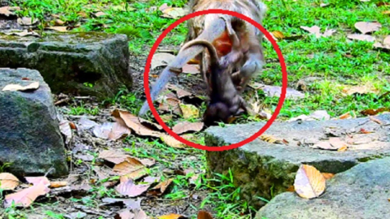 Poor baby! Timo fall down mum not care, Baby very clever & lovely and ...