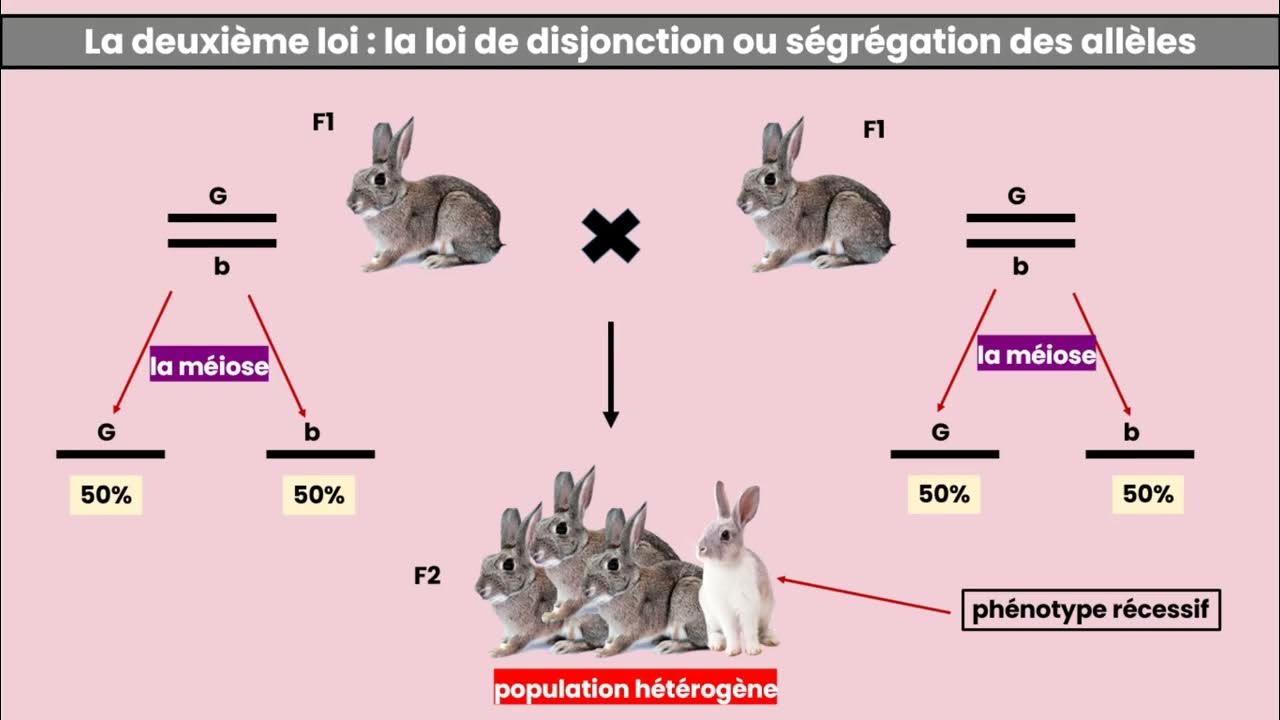 La Génétique mendélienne : Les lois de Mendel - YouTube