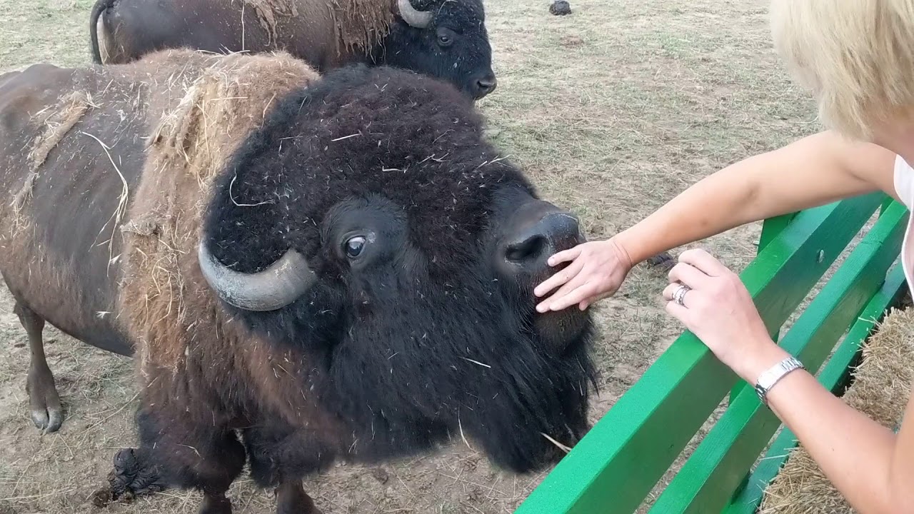 Bison hand feeding - YouTube