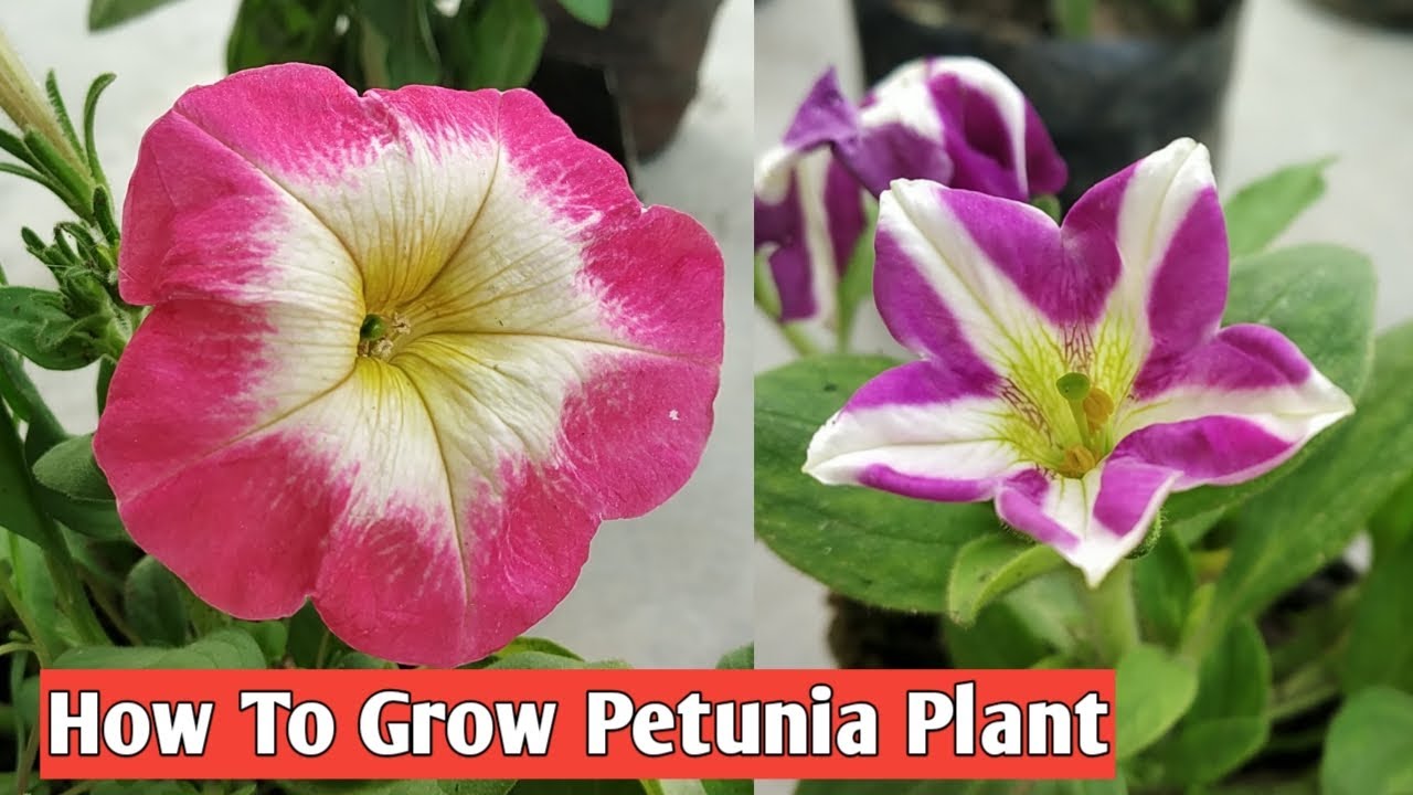 Easy way to grow petunia flower plant in the pot | Pituniya plant growing & caring tips - YouTube