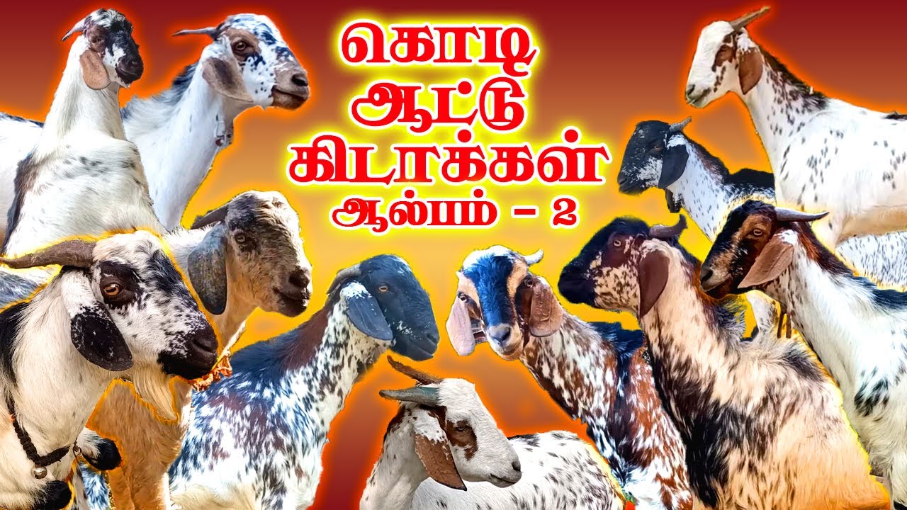 கொடி ஆட்டு கிடாய் ஆல்பம் 2 | Kodi aadu valarpu | Kodi aadu | Kodi aadu ...