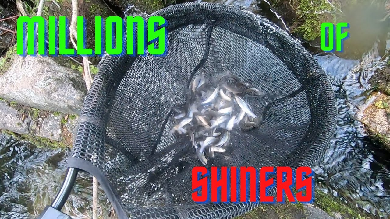 How to catch shiners - YouTube