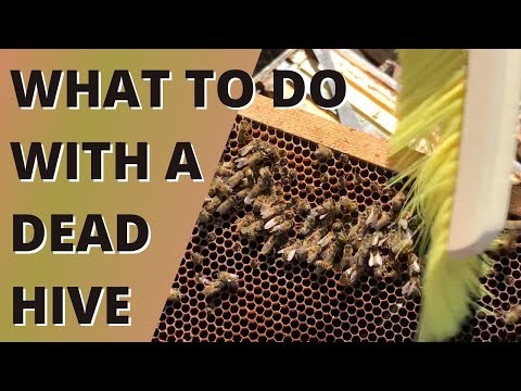 What To Do With Dead Beehive