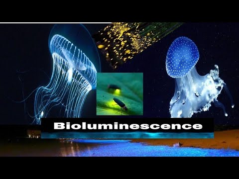 BIOLUMINESCENCE IN ANIMALS AND INSECTS - YouTube