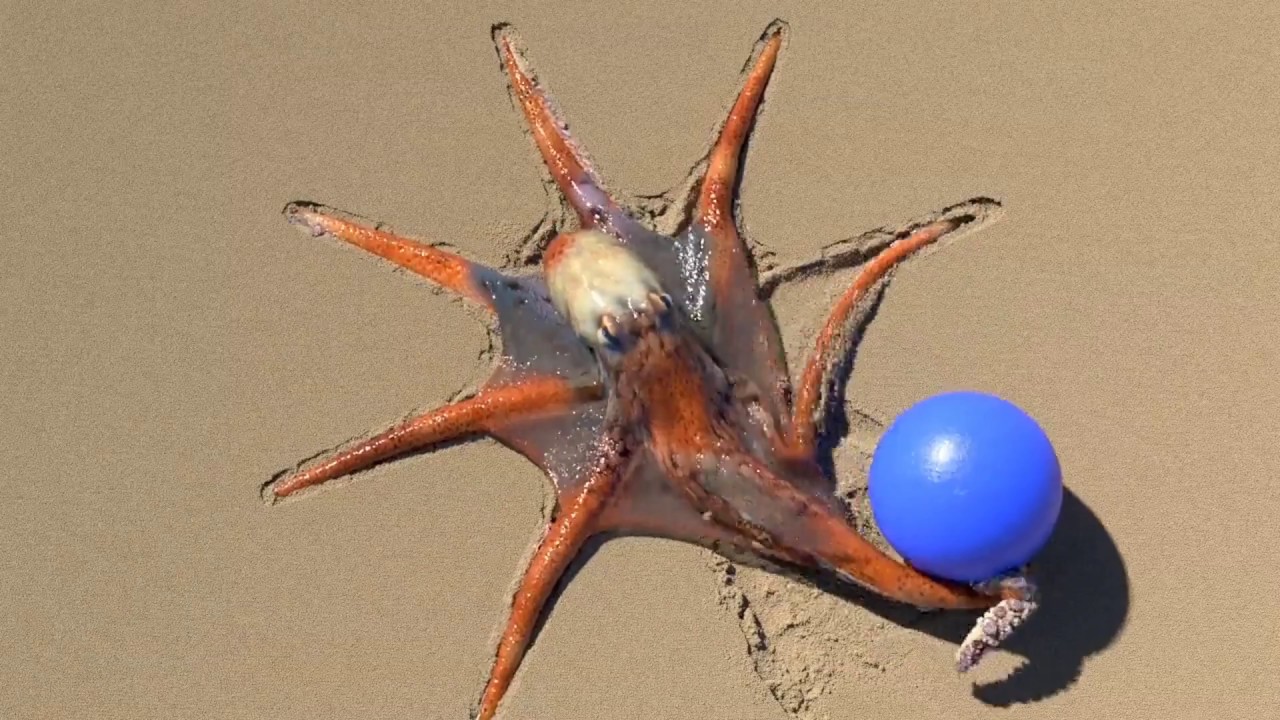 Octopus playing with ball - The Truth. - YouTube