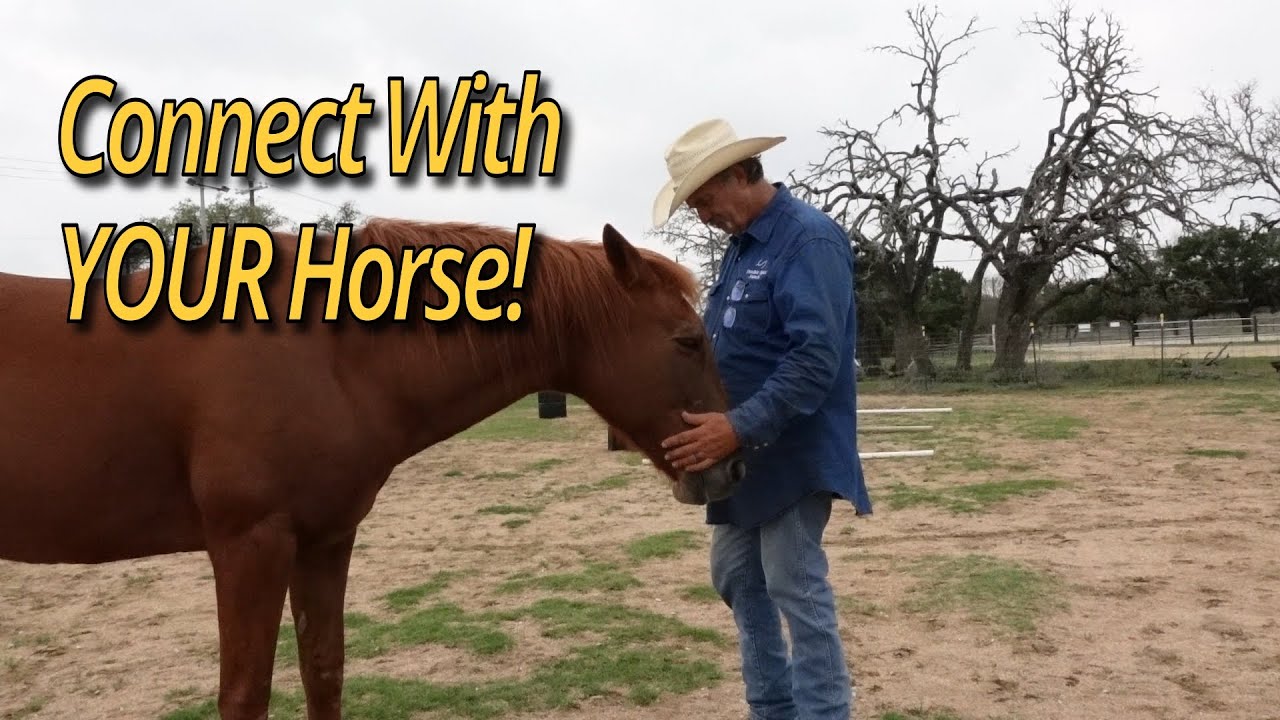 Connecting With a Horse- Make Your Horse A Friend- Bonding ...