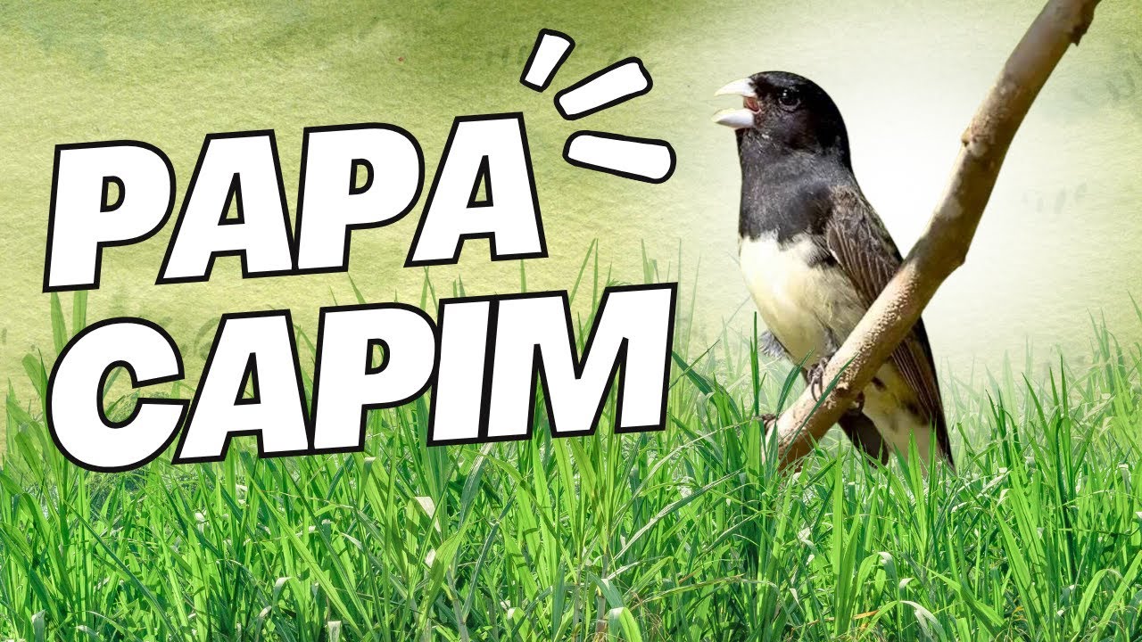 🔥 Coleiro Papa-Capim – Aluno do Famoso Coleiro Velox Cantando Forte e ...