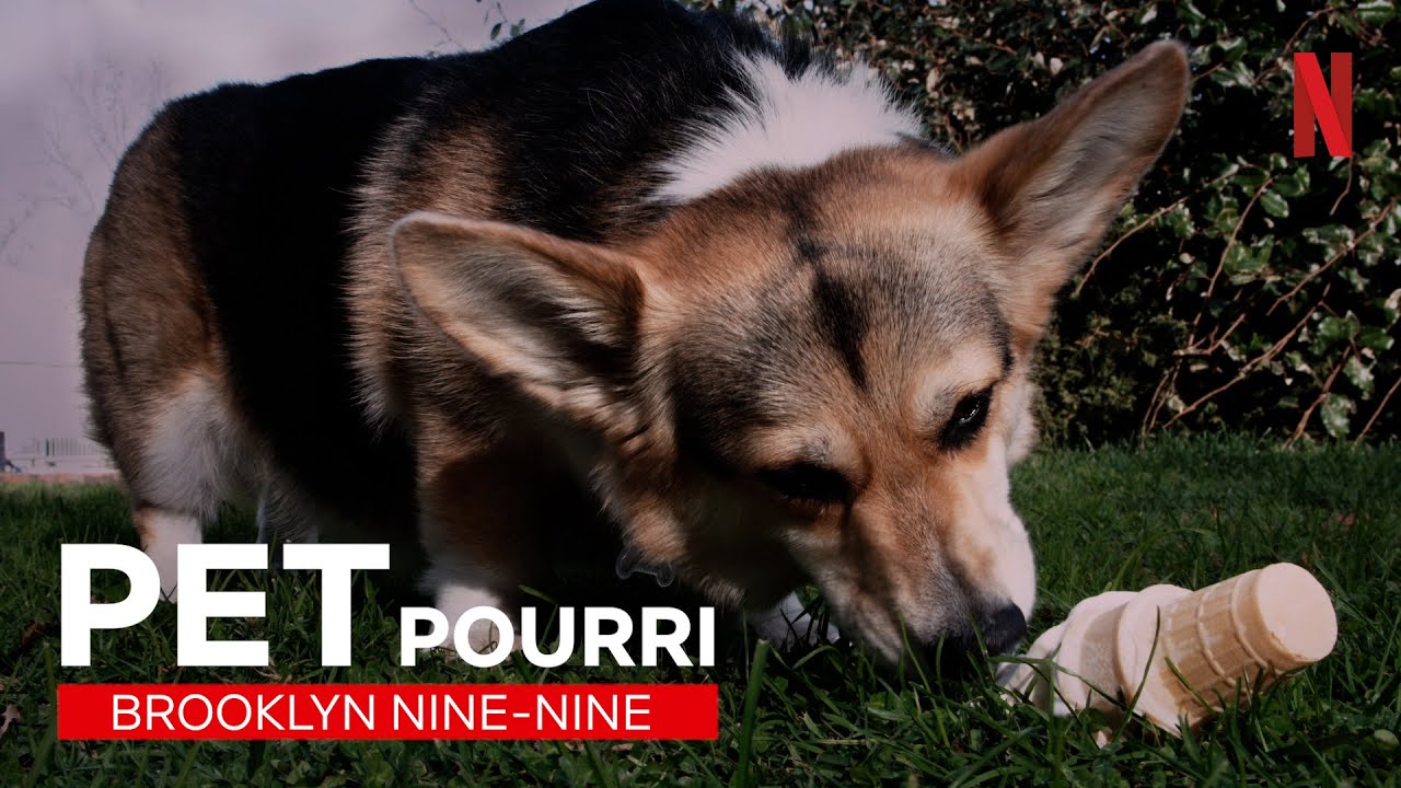 Einfach nur awwwh: Best-of Cheddar aus Brooklyn Nine-Nine | Netflix ...