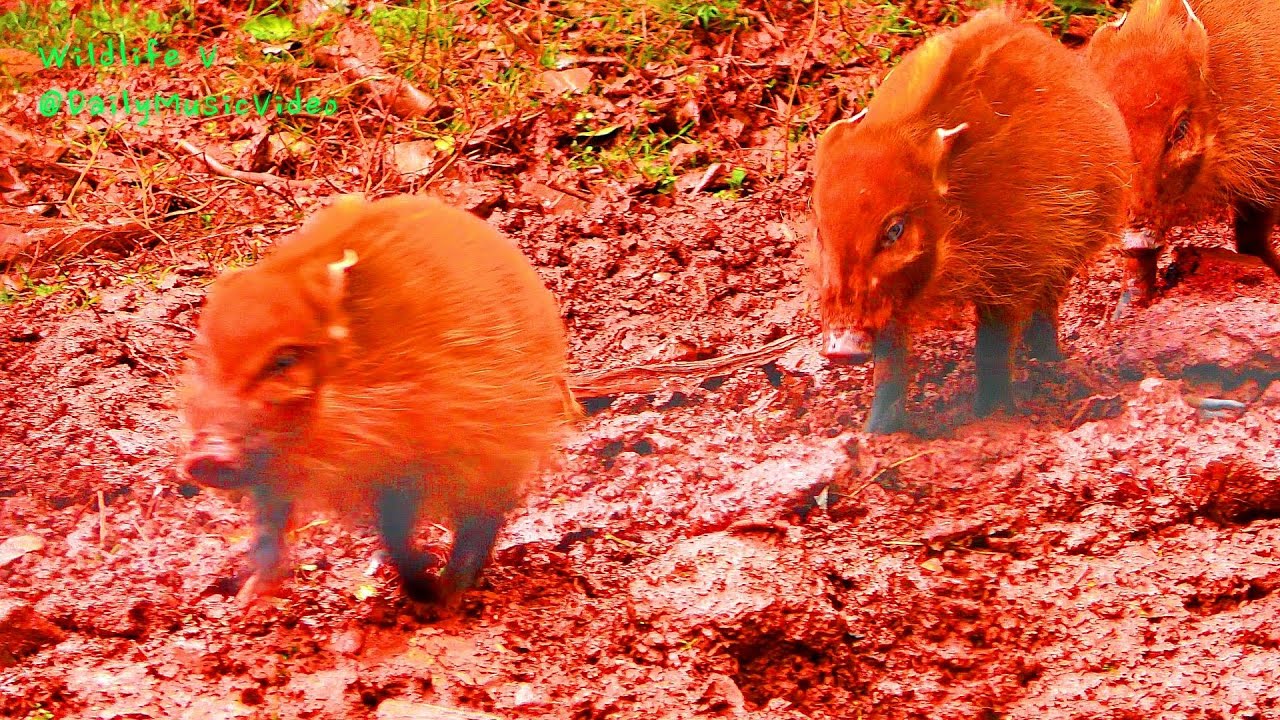 Wildlife V @DailyMusicVideo: Bring Peace To Earth and Save Wilderness ...