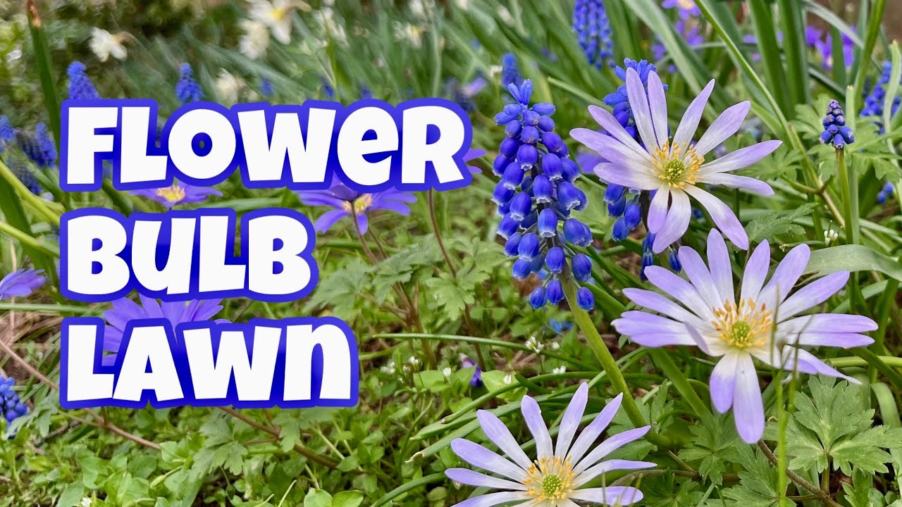 Naturalizing Our Lawn With Flower Bulbs For Spring Pollinators! - YouTube