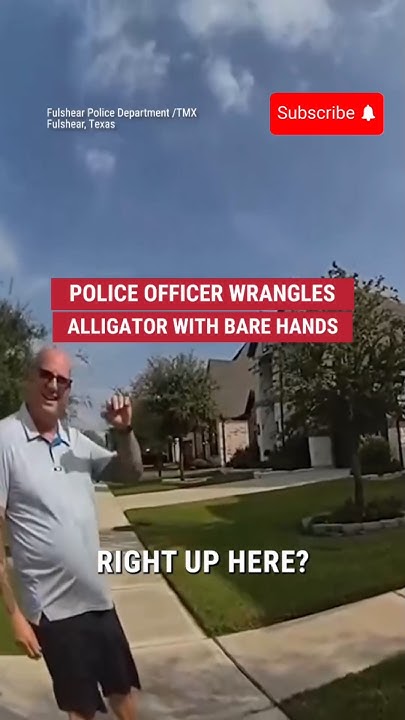 Texas police officer wrangles small alligator with his bare hands|Texas ...