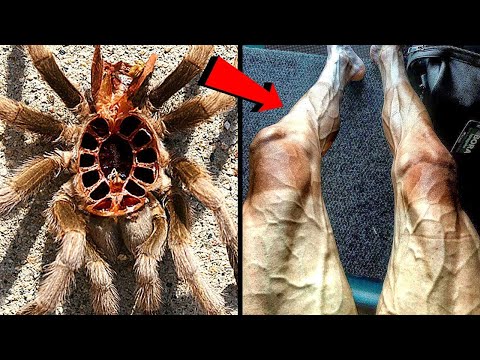 Sakın Tekmelemeyin ! Bu 8 Zehirli Hayvan İnsanları Göz Açıp Kapayıncaya Kadar Öldürüyor