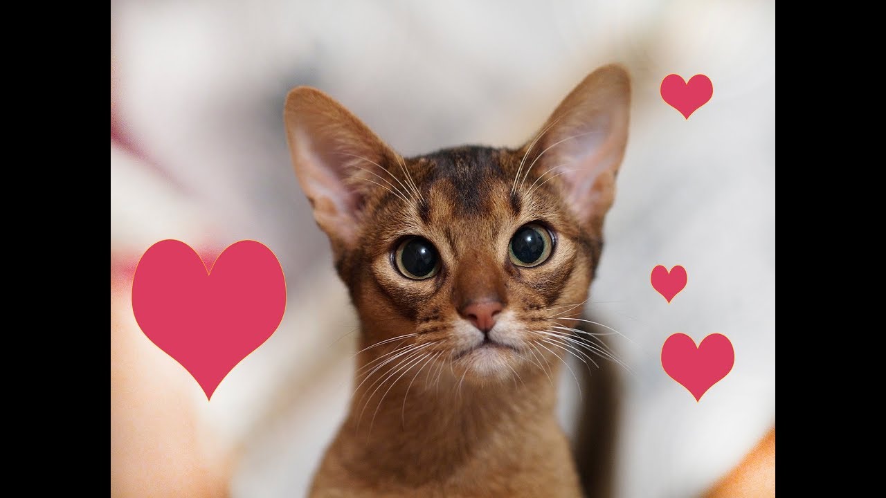 Moe the silly abyssinian cat - YouTube