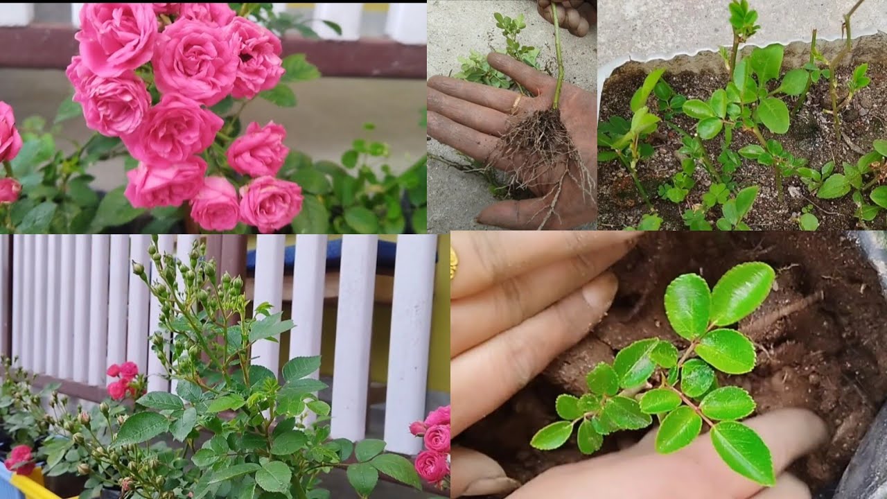 Full process (planting to blooming of rose) - YouTube