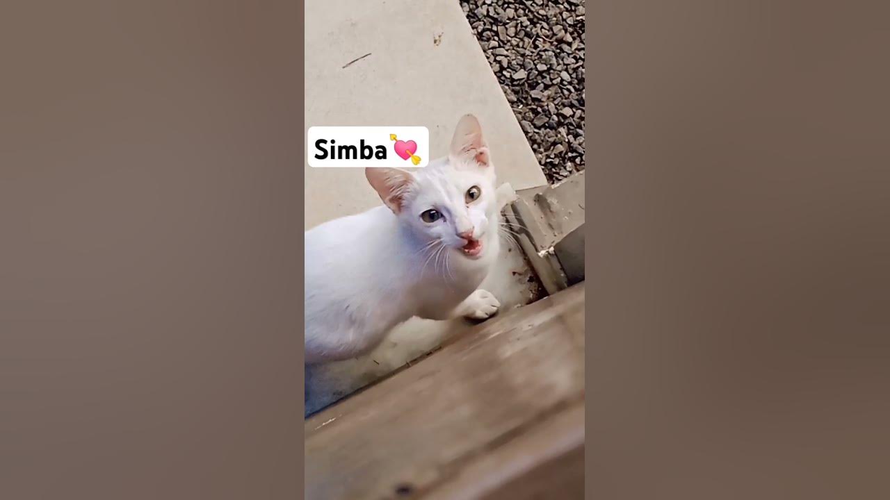 My simba💕 - YouTube
