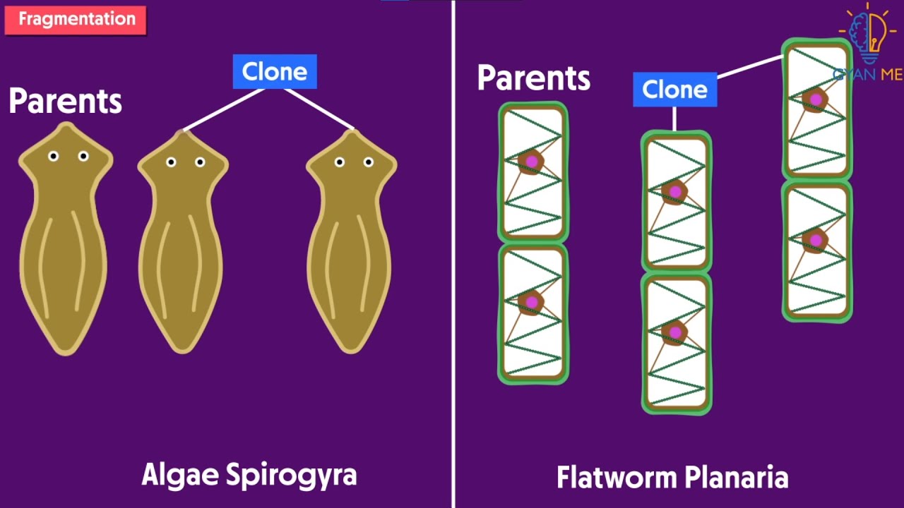 Fragmentation & Regeneration | Part 6 | CH. 8 | English | Class 10 ...