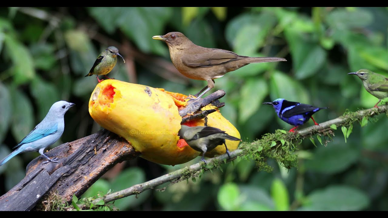 Colorful Birds Eating Papaya together - YouTube