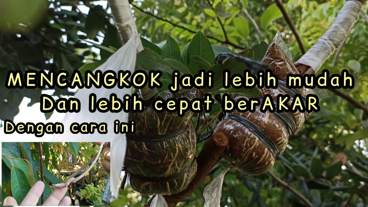 CARA MENCANGKOK SEMUA JENIS TANAMAN || CANGKOK SUSU | CARA MENCANGKOK ...