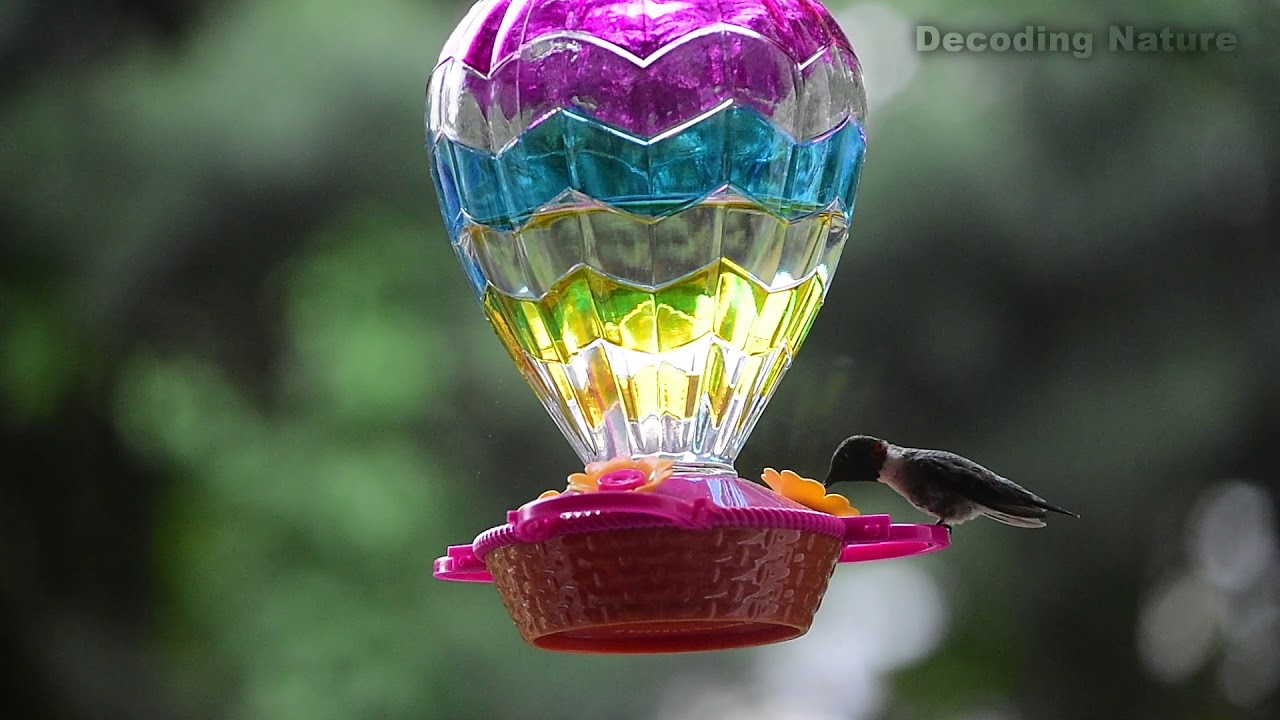 Ruby Throated Humming Bird in My Balcony - YouTube