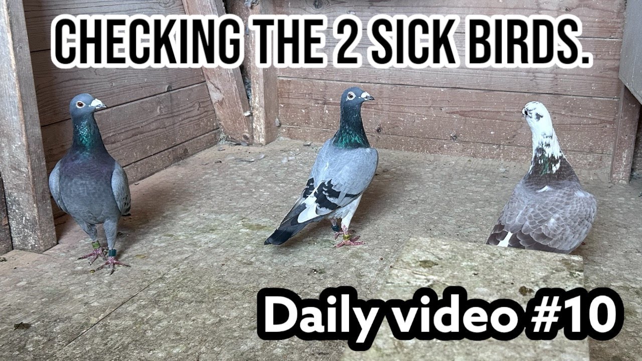 Checking on the 2 Sick Birds 1 is fully recoverd | Racing pigeons 2024 ...