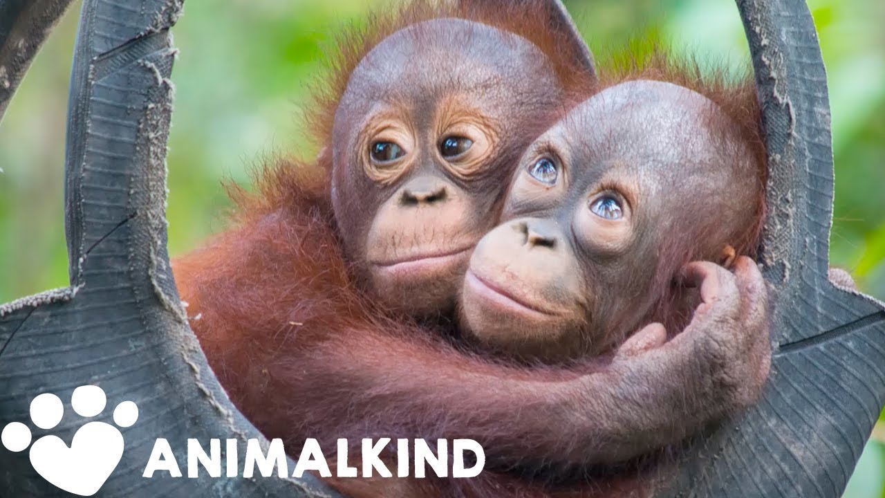 Baby orangutan goes from wire cage to swinging in trees 🐒 | Animalkind ...