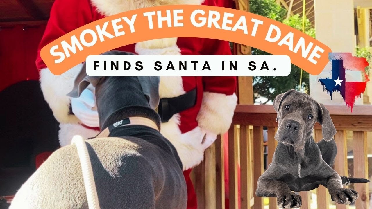 Great Dane Meets Santa "Claws" - YouTube