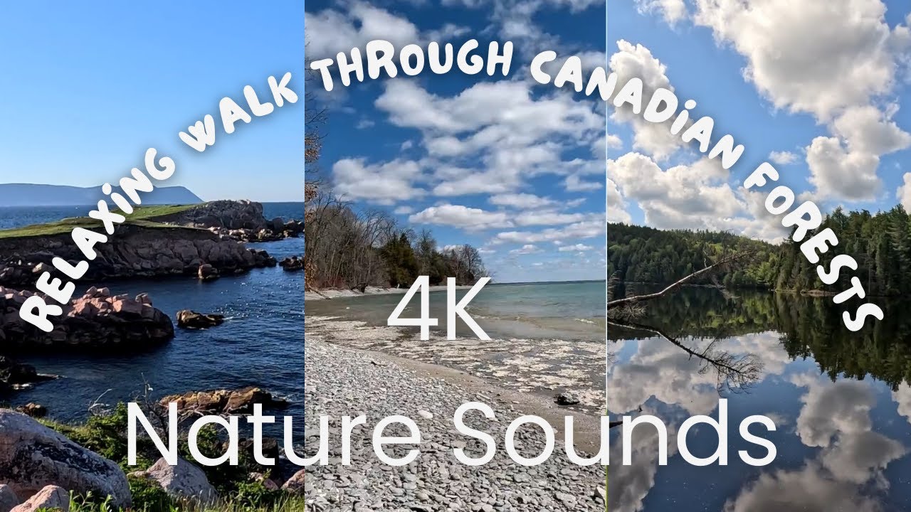 Relax with me on a 4K spring and summer walk through Canadian forests ...