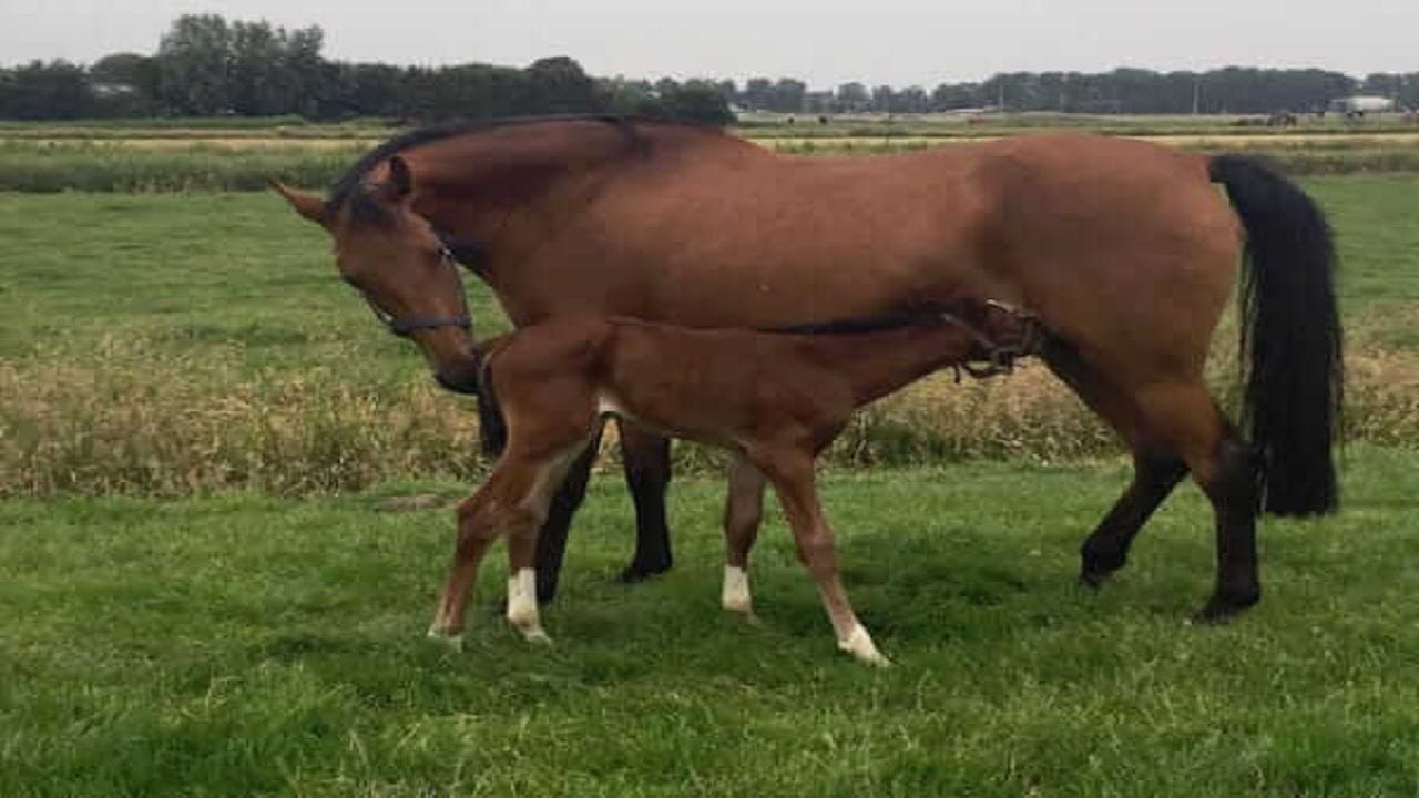 Baby Horse Is Orphaned At Birth But Then SHE Lies Down Next To Her baby-horse-is-orphaned-at-birth-but-then-she-lies-down-next-to-her