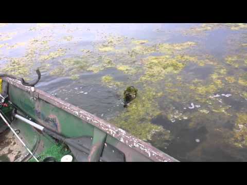 Rays KVD topwater frog