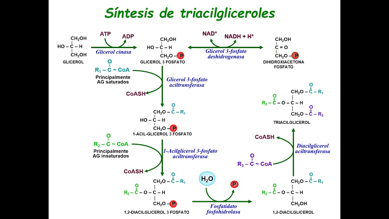 Metabolismo de triacilgliceroles - YouTube